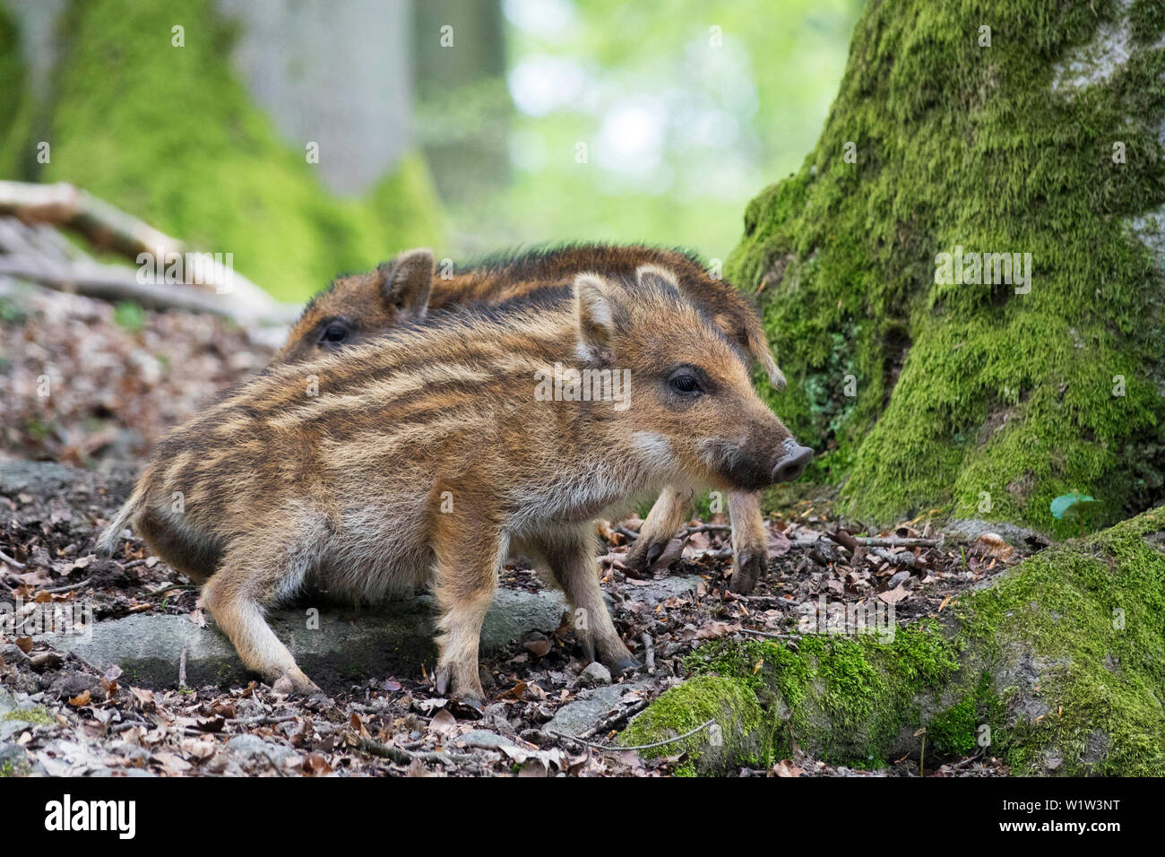 Wild boar babies, Sus scrofa, Germany, Europe Stock Photo - Alamy
