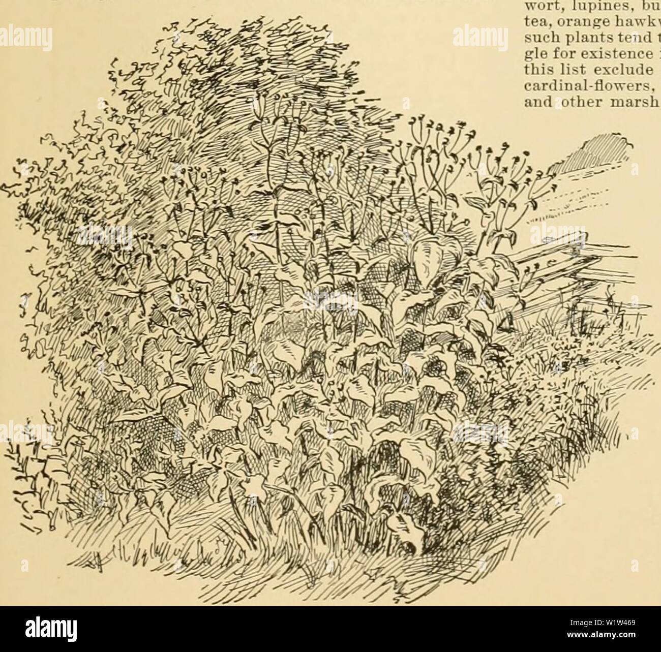 Archive image from page 566 of Cyclopedia of American horticulture ...