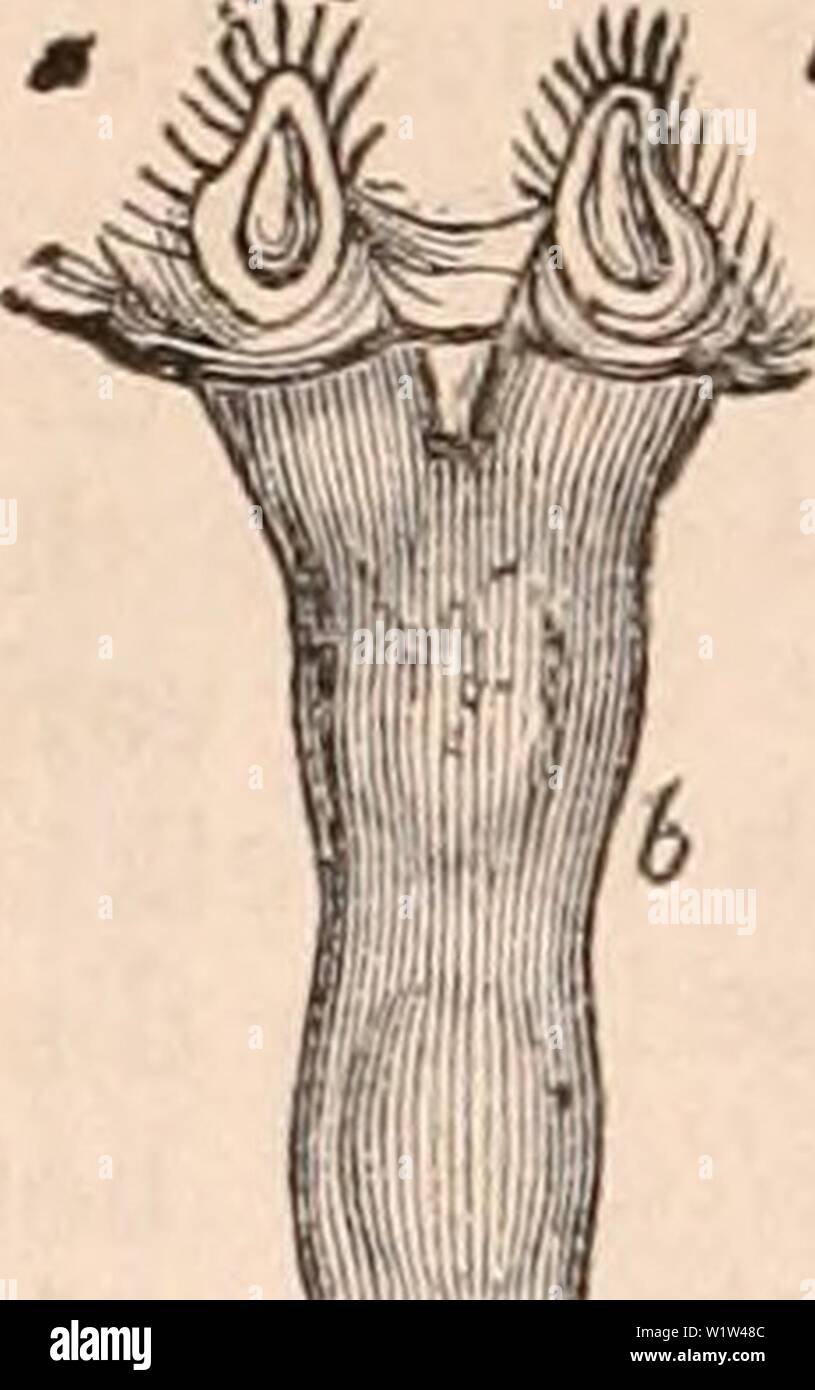Archive image from page 565 of The cyclopædia of anatomy and Stock ...