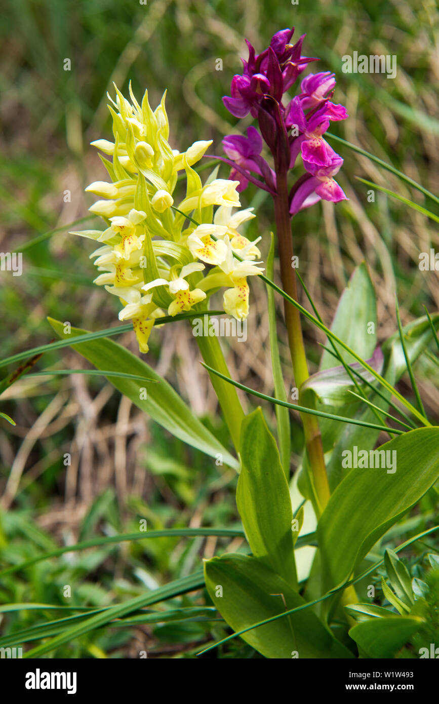 Alpine orchids hi-res stock photography and images - Alamy