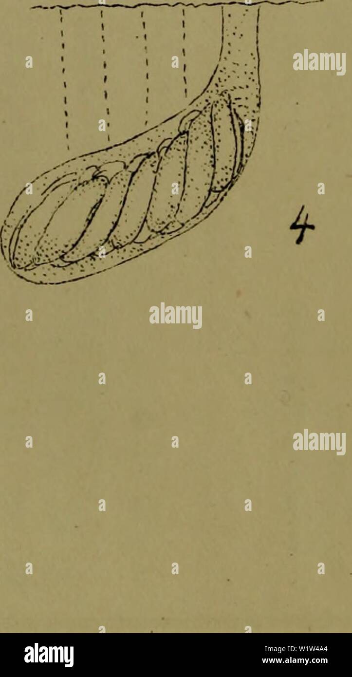 Archive image from page 567 of Dbutsugaku zasshi (1889). Dbutsugaku ...