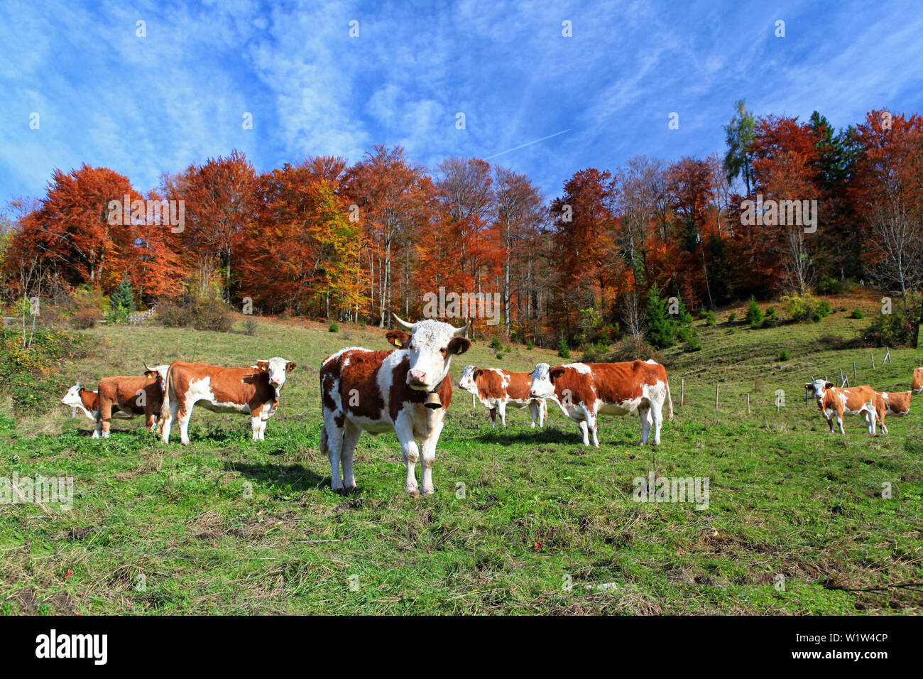 Calves on a almweide before autumn-colored mixed forest Stock Photo - Alamy