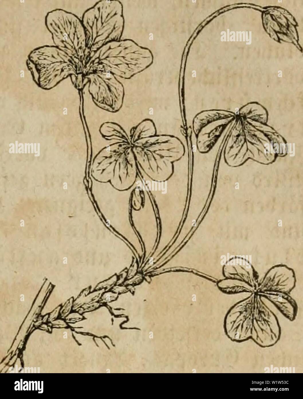 Archive image from page 572 of Das grosse illustrirte Kräuter-Buch Stock Photo - Alamy