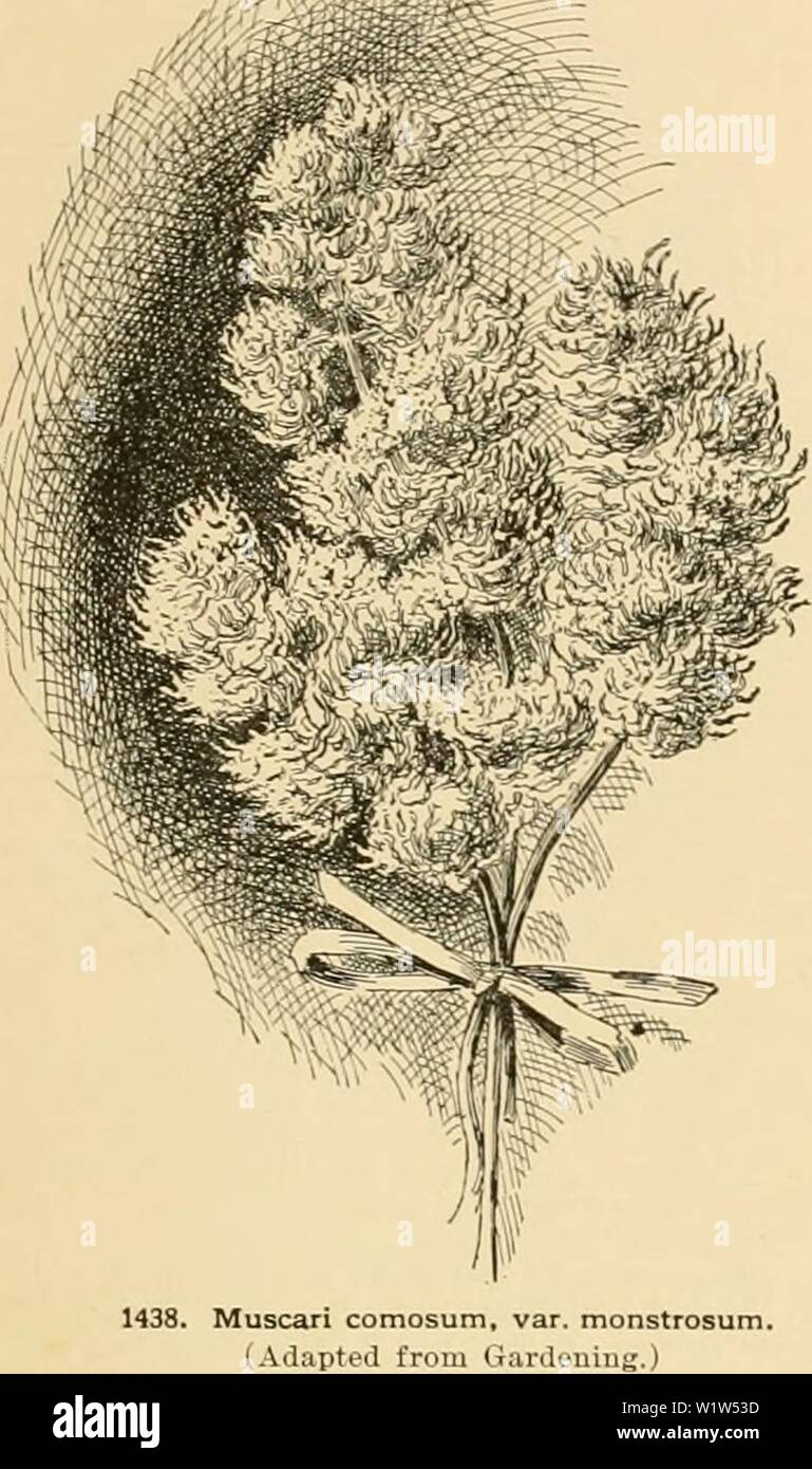 Archive image from page 572 of Cyclopedia of American horticulture ...