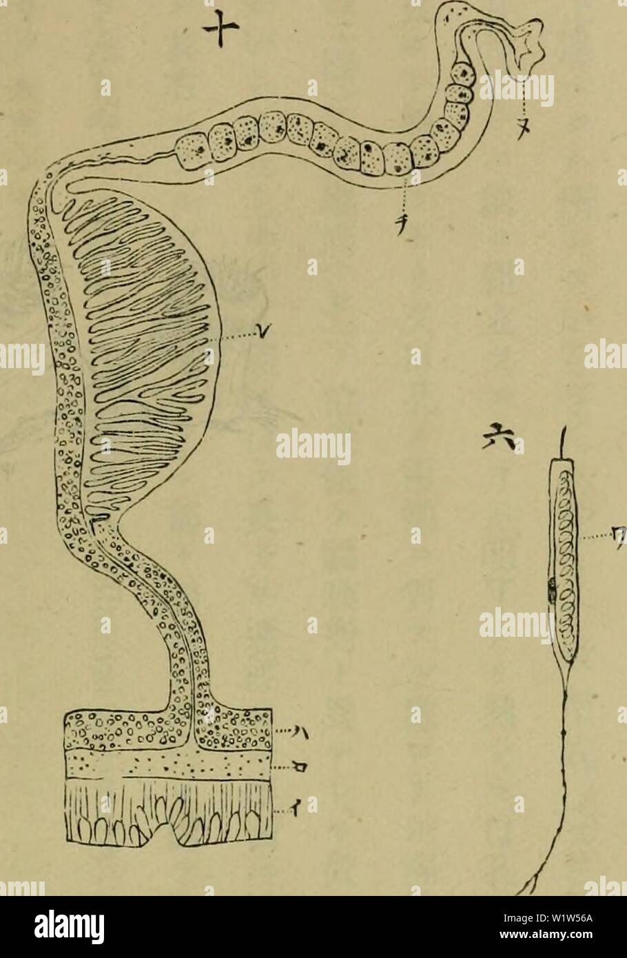 Archive image from page 572 of Dbutsugaku zasshi (1889 Stock Photo - Alamy