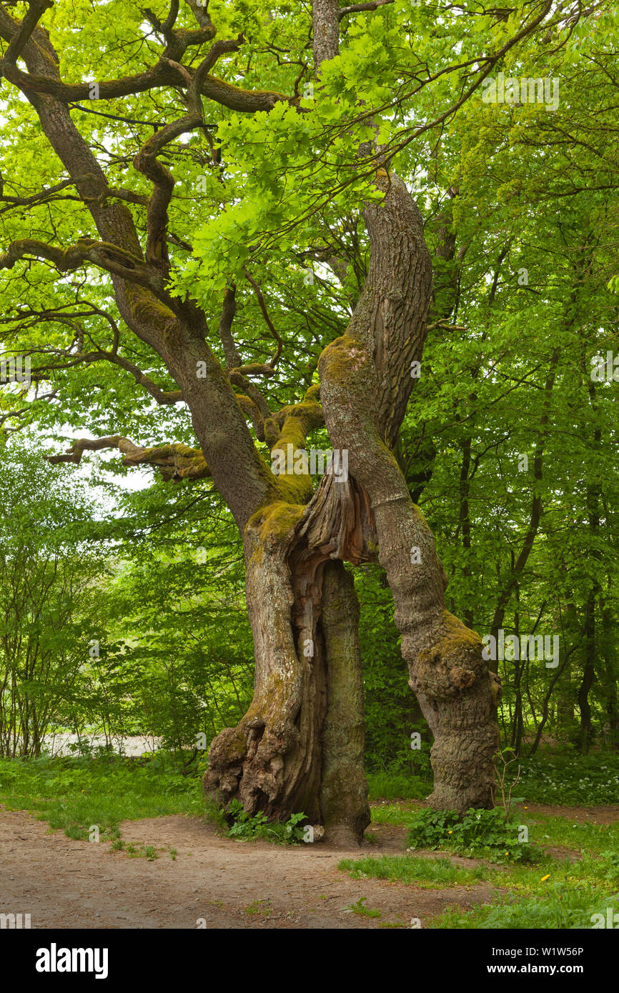 Germanys National Tree