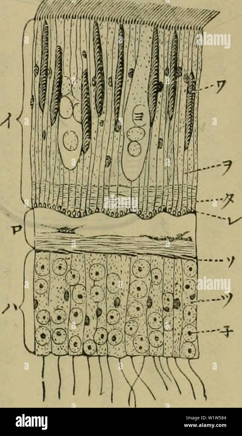Archive image from page 572 of Dbutsugaku zasshi (1889 Stock Photo - Alamy