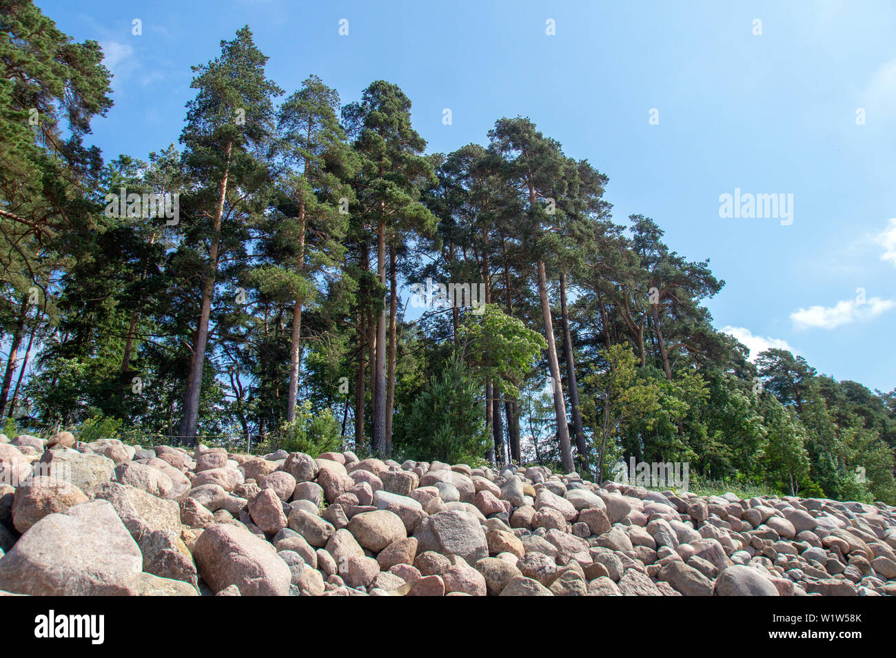 Pine tree growing on beach hi-res stock photography and images - Alamy