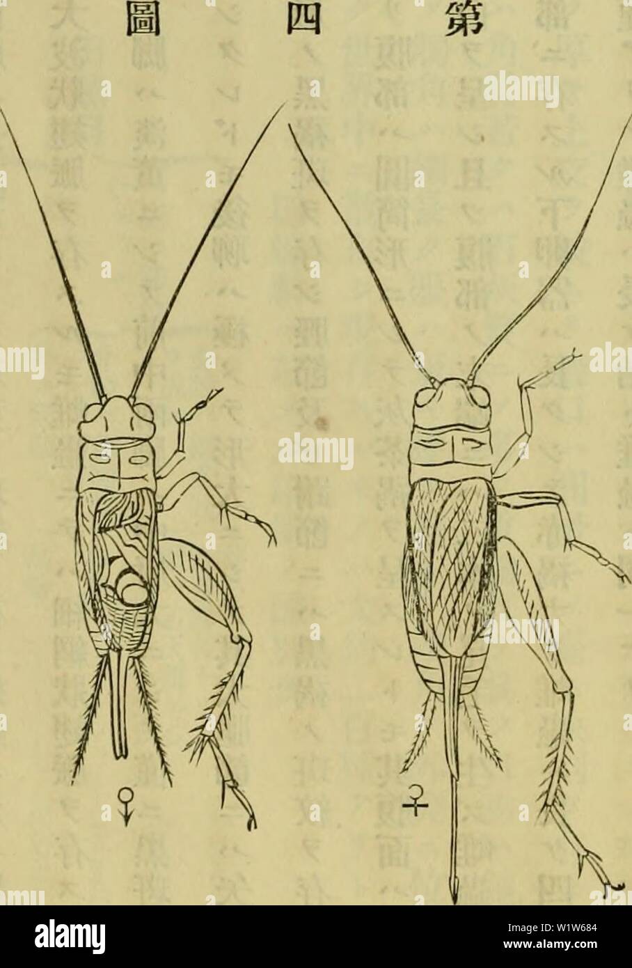 Archive image from page 583 of Dbutsugaku zasshi (1889 Stock Photo - Alamy
