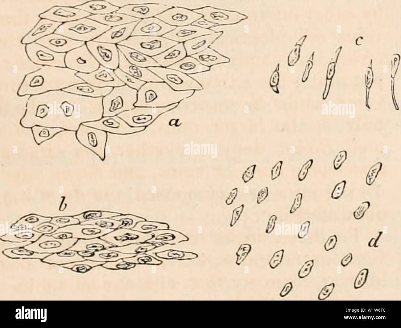 Tenuity hi-res stock photography and images - Alamy