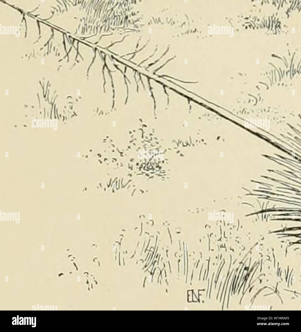 Archive image from page 586 of Cyclopedia of American horticulture ...