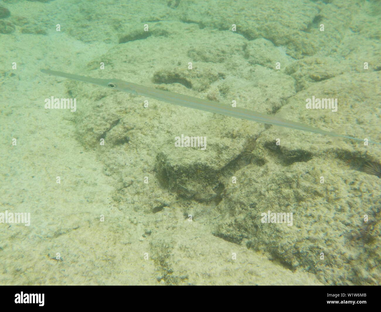 Wild Swimming Hawaiian Needlefish Stock Photo - Alamy