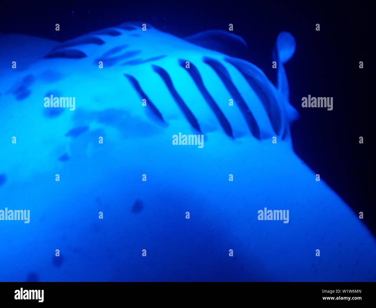 Underside of Wild Swimming Hawaiian Manta Ray Stock Photo - Alamy