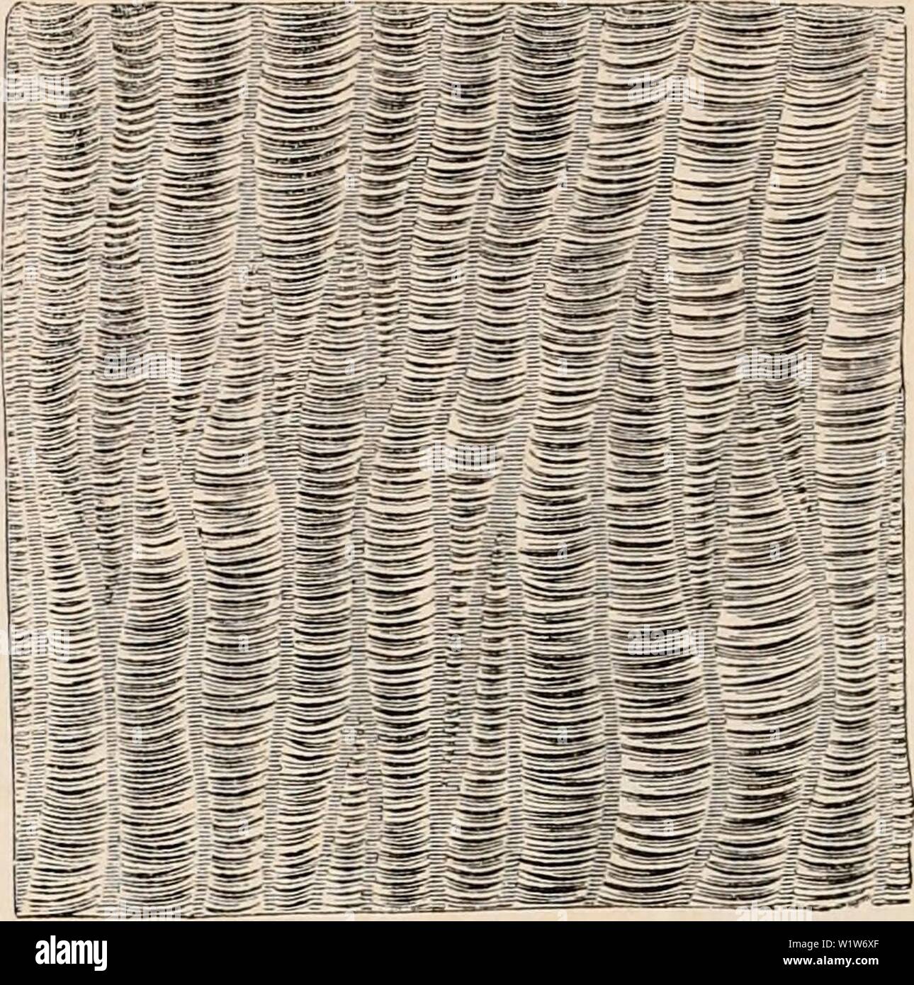 Singular shells hi-res stock photography and images - Alamy