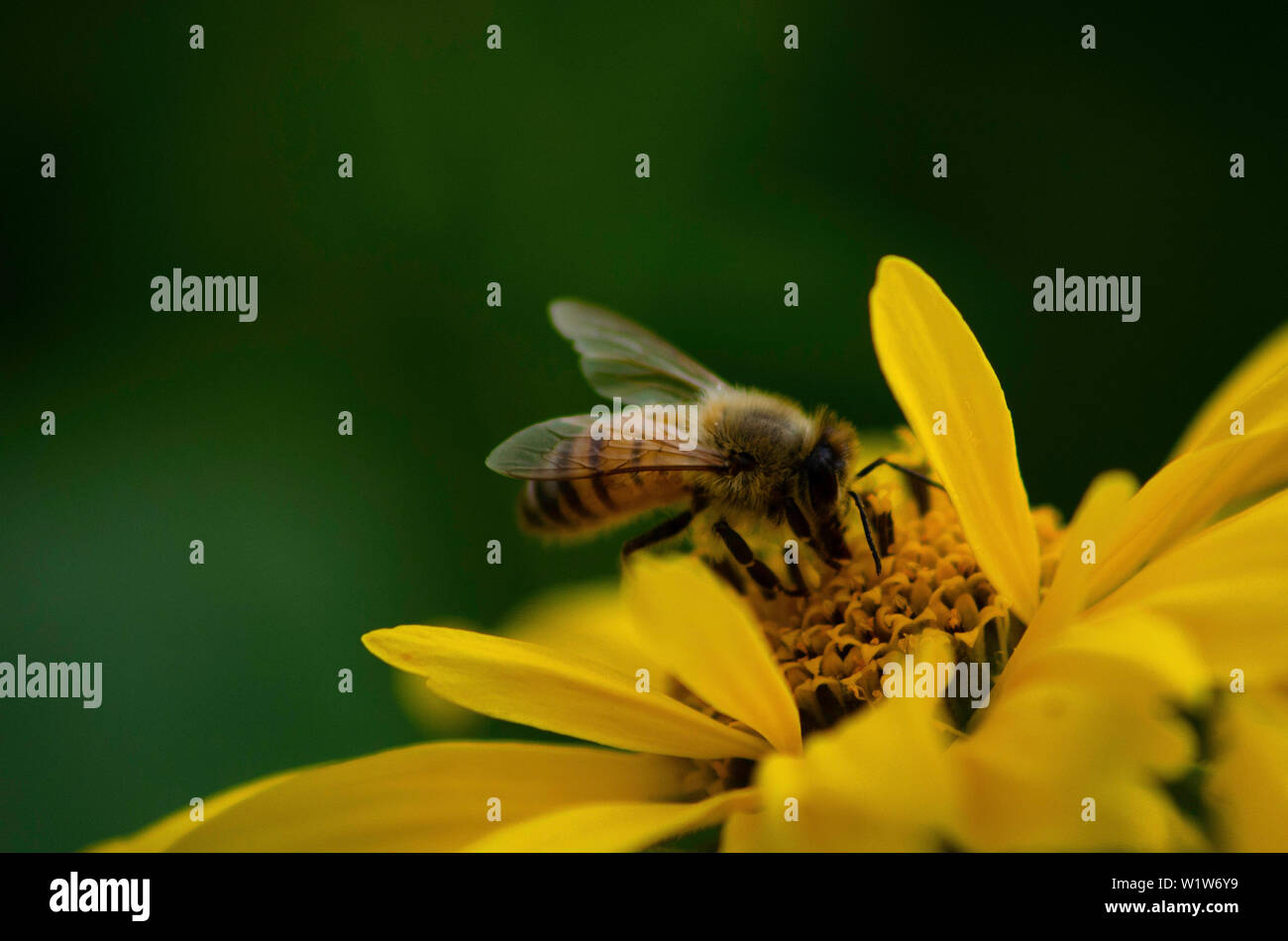 bee is eating Stock Photo - Alamy