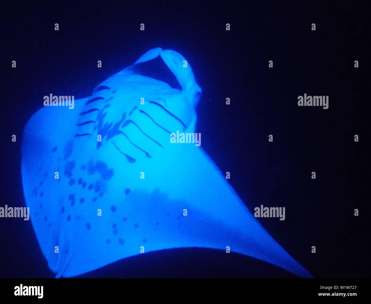 Wild Swimming Hawaiian Manta Ray Doing Backflip Stock Photo - Alamy