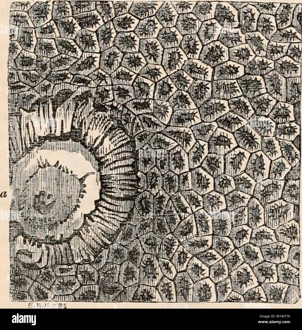 Layer colouring hi-res stock photography and images - Alamy