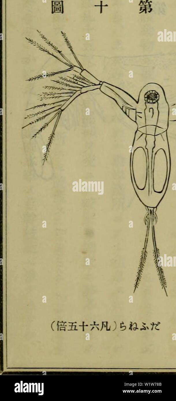 Archive image from page 592 of Dbutsugaku zasshi (1889 Stock Photo - Alamy