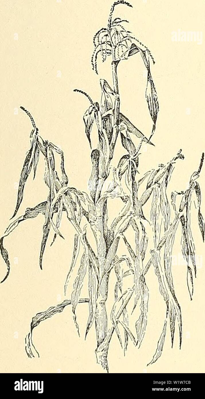 Teosinte Drawing