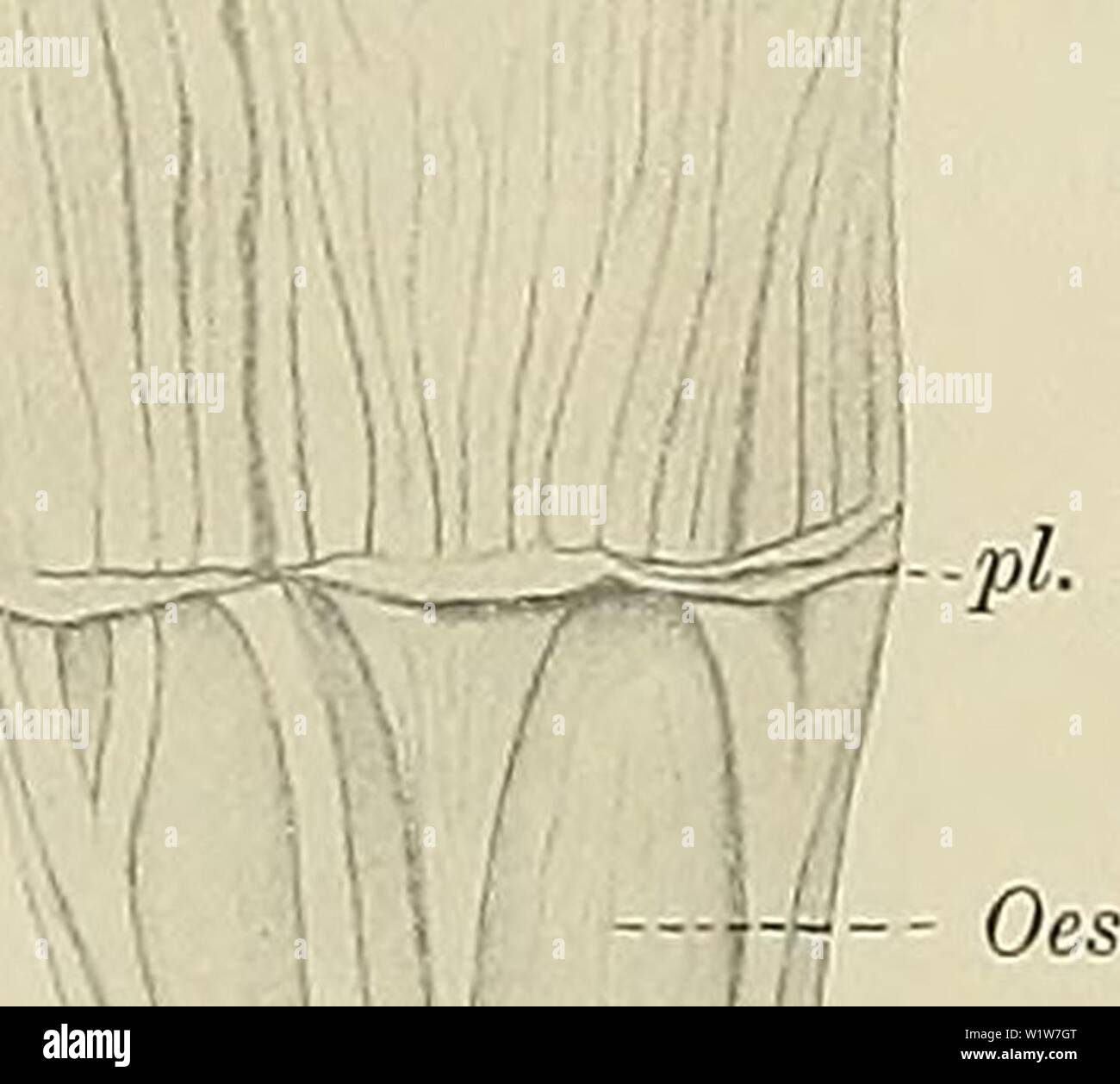 Velum palatinum hi-res stock photography and images - Alamy
