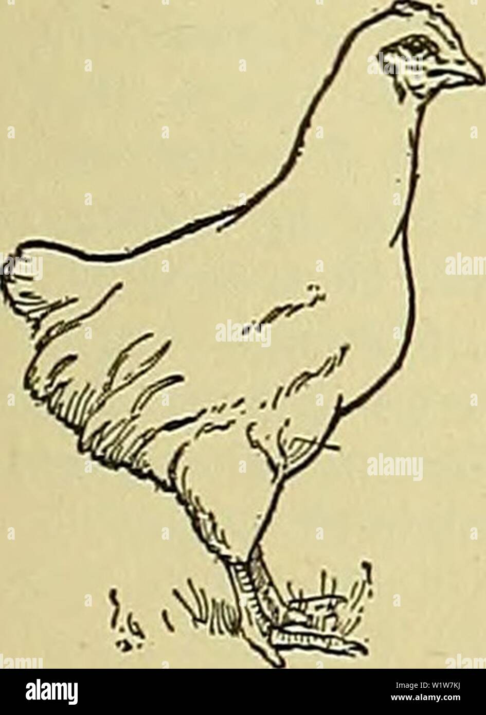 Archive image from page 598 of Cyclopedia of farm animals (1922 Stock ...