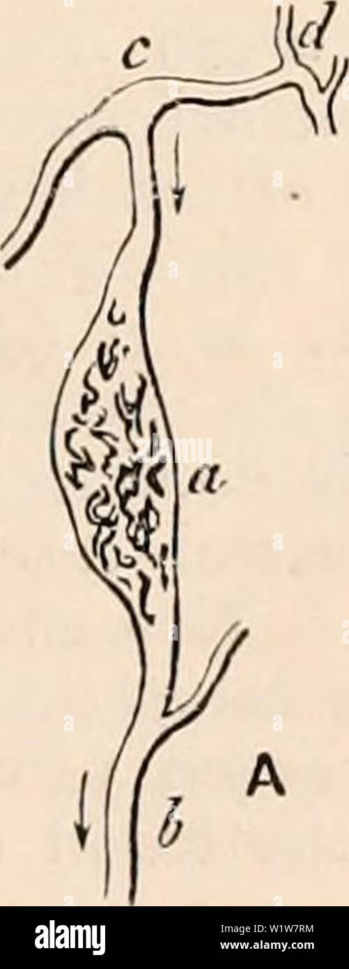 Archive image from page 598 of The cyclopædia of anatomy and Stock ...