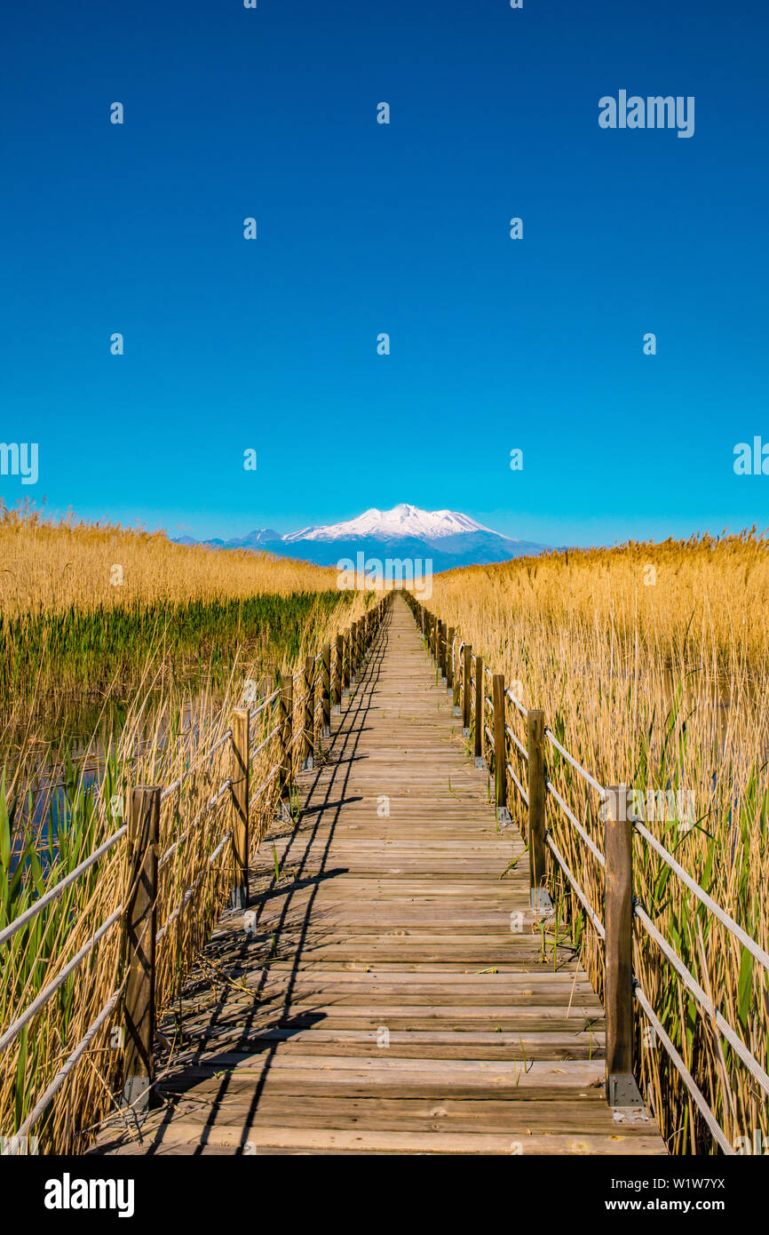 Wooden bridge walkway path on marshes and reeds in front of mountain ...