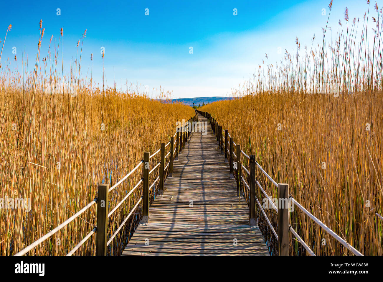 Wooden bridge walkway path on marshes and reeds in front of mountain ...
