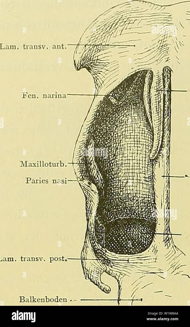 Lamina terminalis hi-res stock photography and images - Alamy