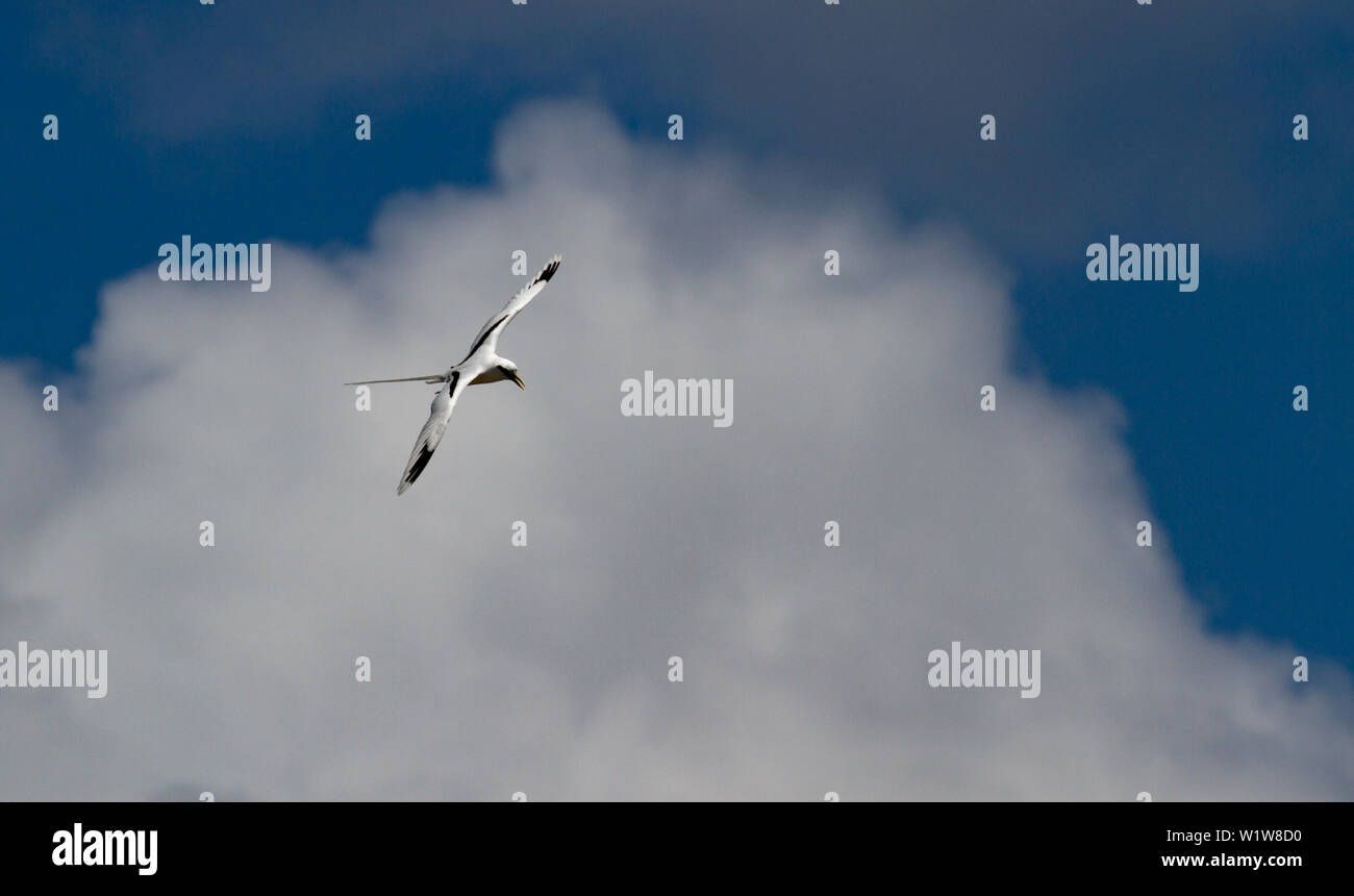 White-tailed tropicbird in flight on a sunny day in the Pacific gliding ...