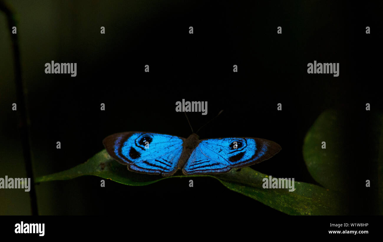 sky blue butterfly in wildlife condition Stock Photo - Alamy