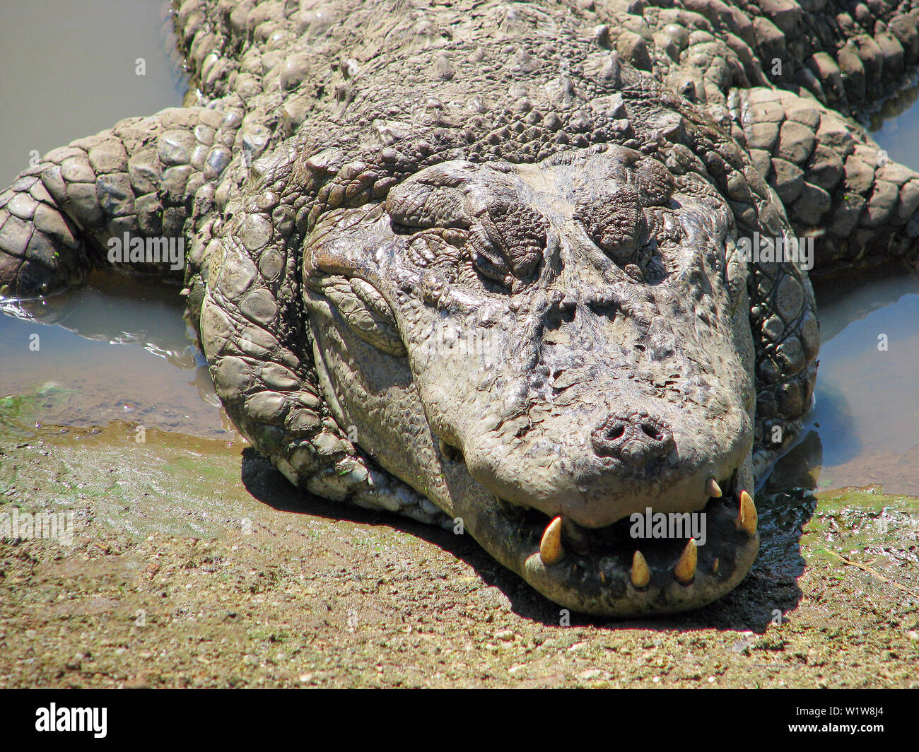Sleeping crocodile hi-res stock photography and images - Alamy
