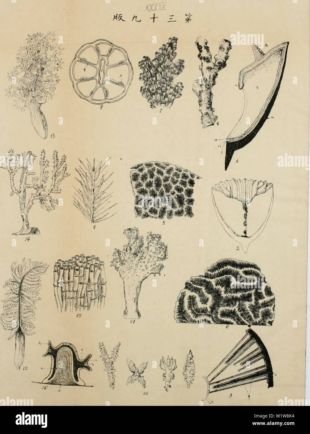 Archive image from page 612 of Dbutsugaku zasshi (1889 Stock Photo - Alamy