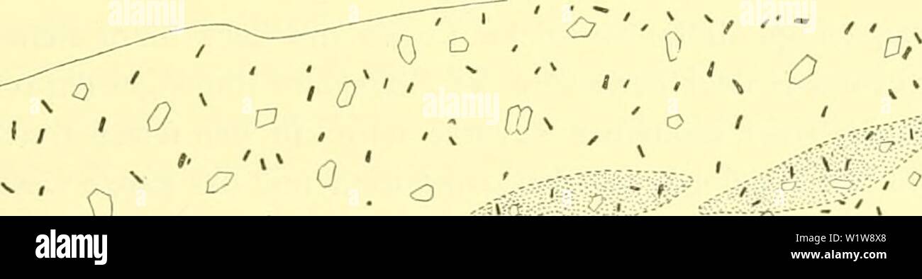 Archive image from page 616 of Denkschriften der Kaiserlichen Akademie ...