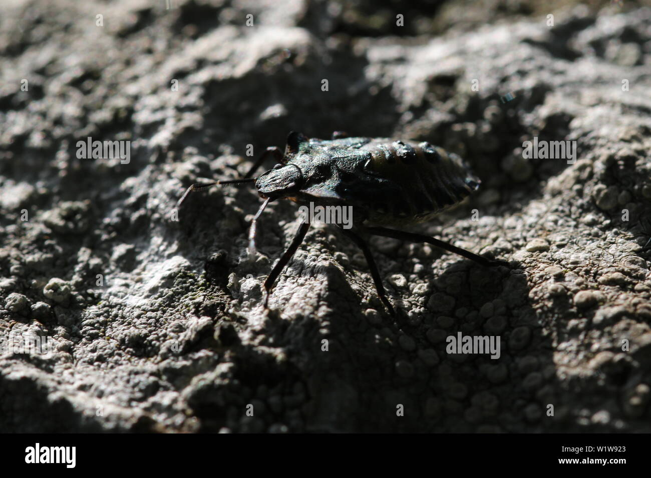 Red legged shield bug hi-res stock photography and images - Alamy