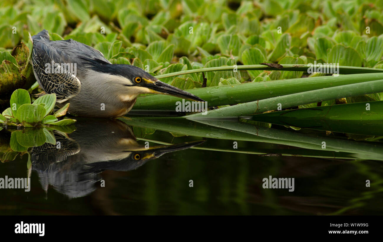birds reflection in a swamp Stock Photo - Alamy