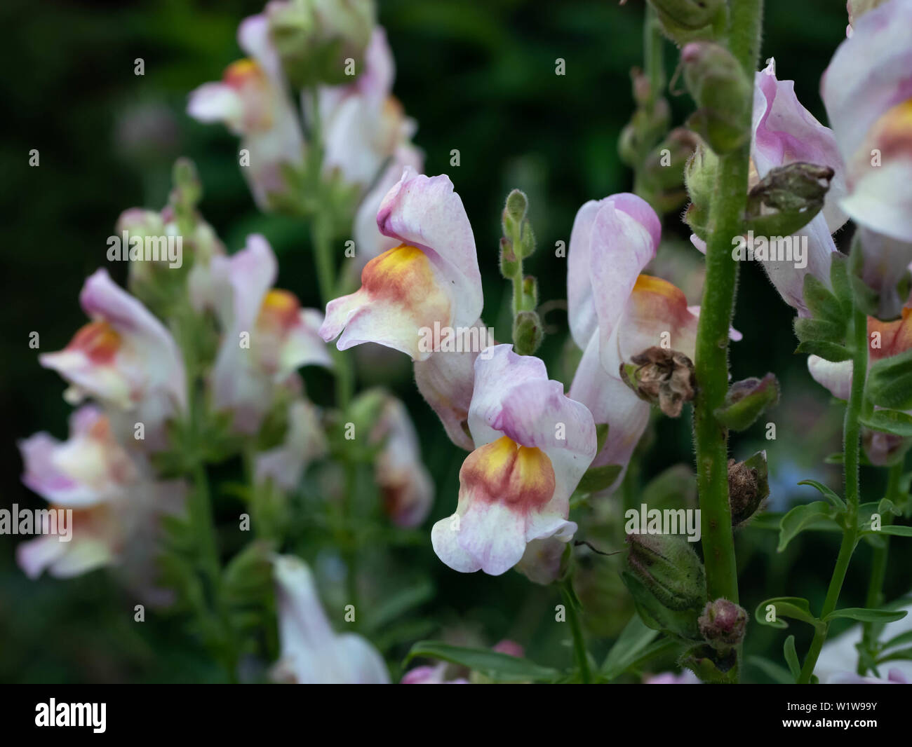 Commonly dragon flowers hi-res stock photography and images - Alamy