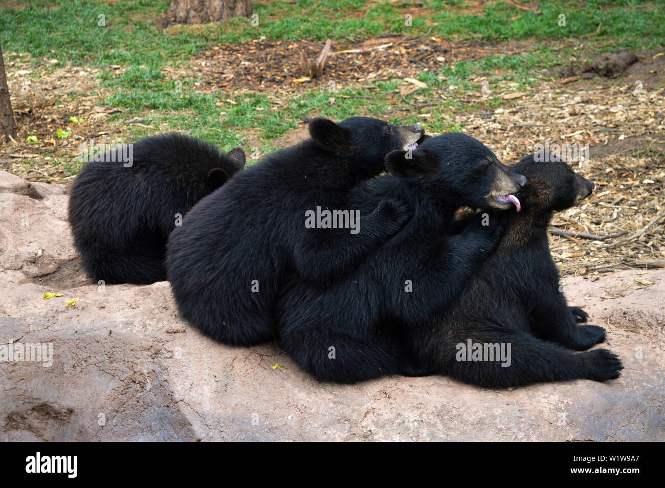 Bear in Bearizona Wildlife Park, Williams Stock Photo - Alamy