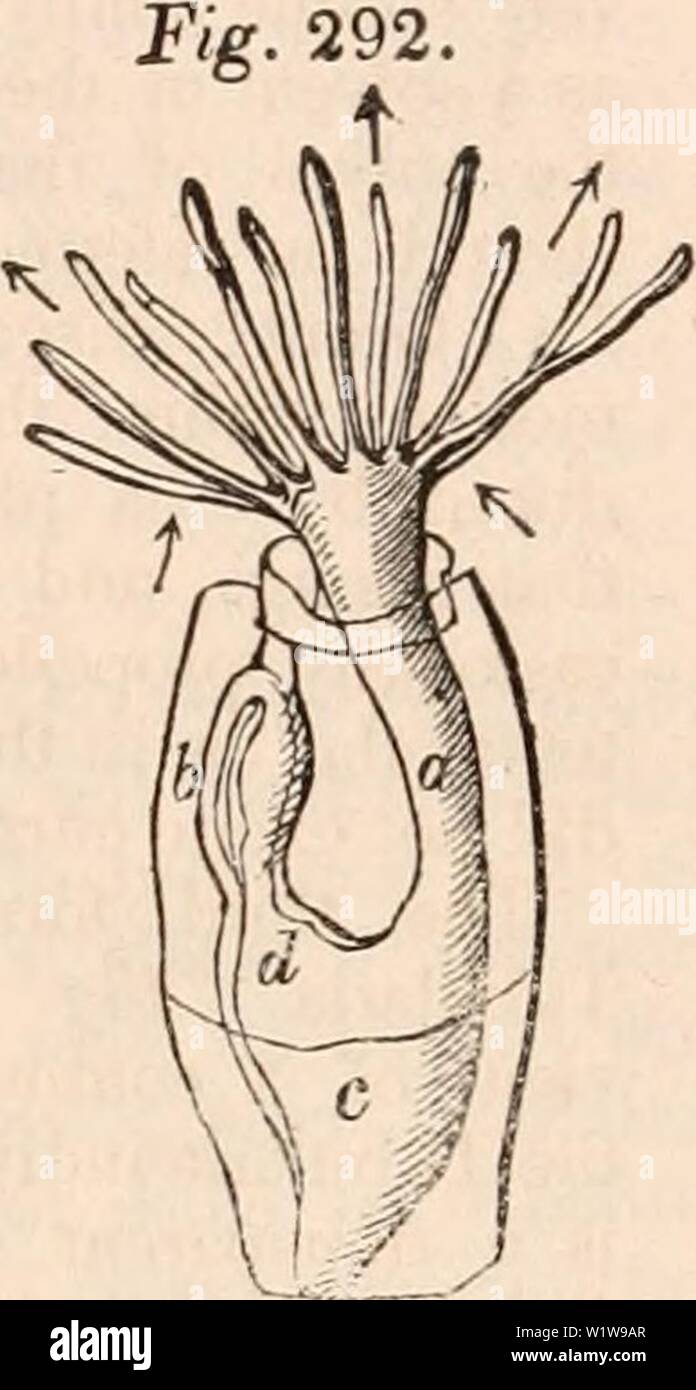 Archive image from page 625 of The cyclopædia of anatomy and Stock ...