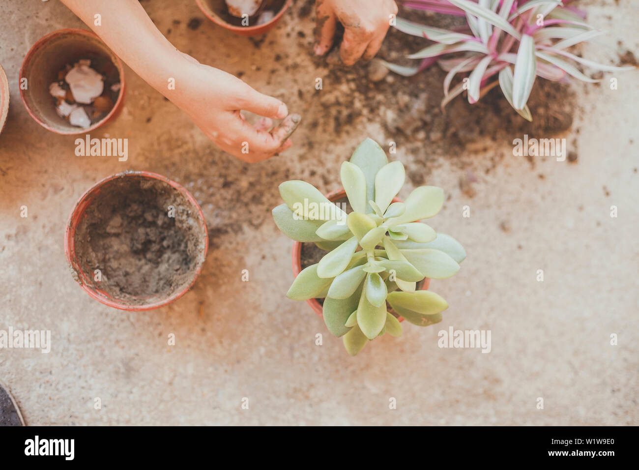 Female planting home plants. Young middle eastern woman planting flower ...