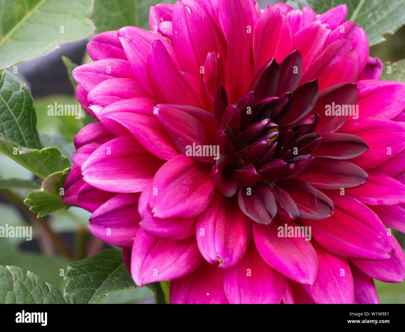 Mignon dahlia hi-res stock photography and images - Alamy