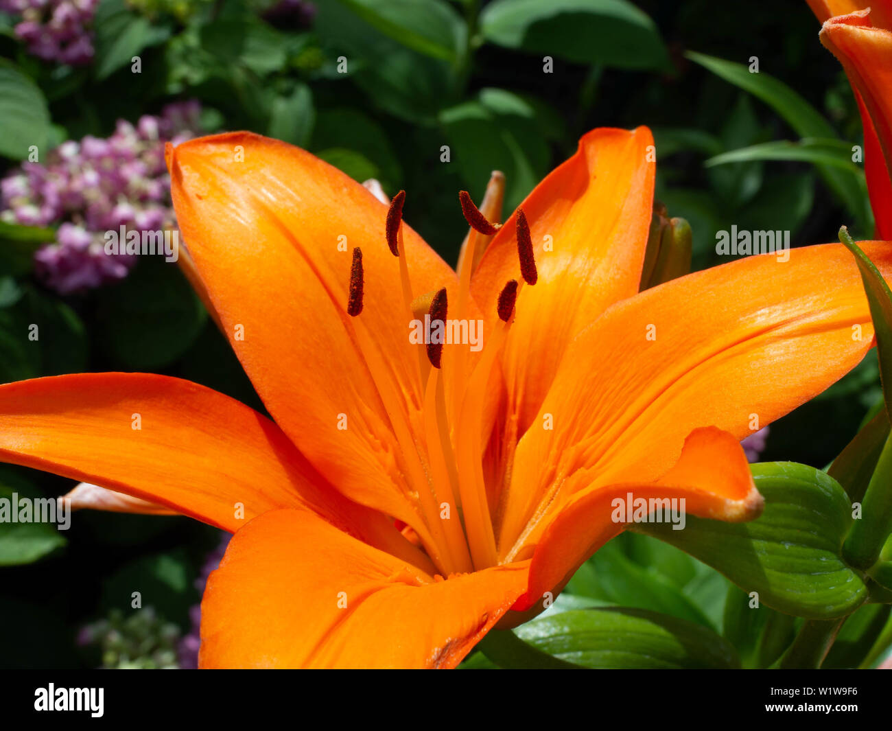 orange lily flower garden Vienna Stock Photo - Alamy