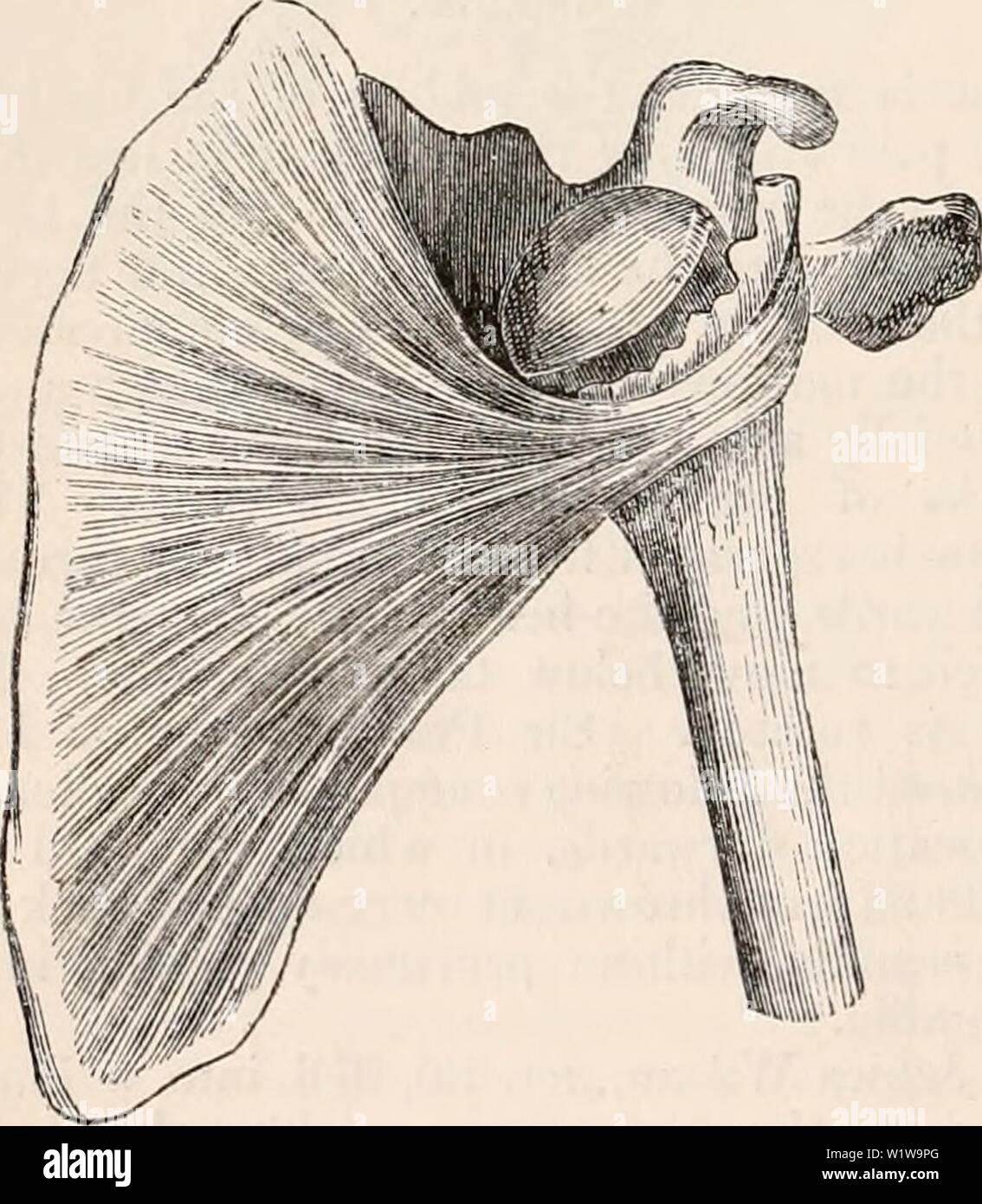 Pectoral muscles anatomy hi-res stock photography and images - Alamy