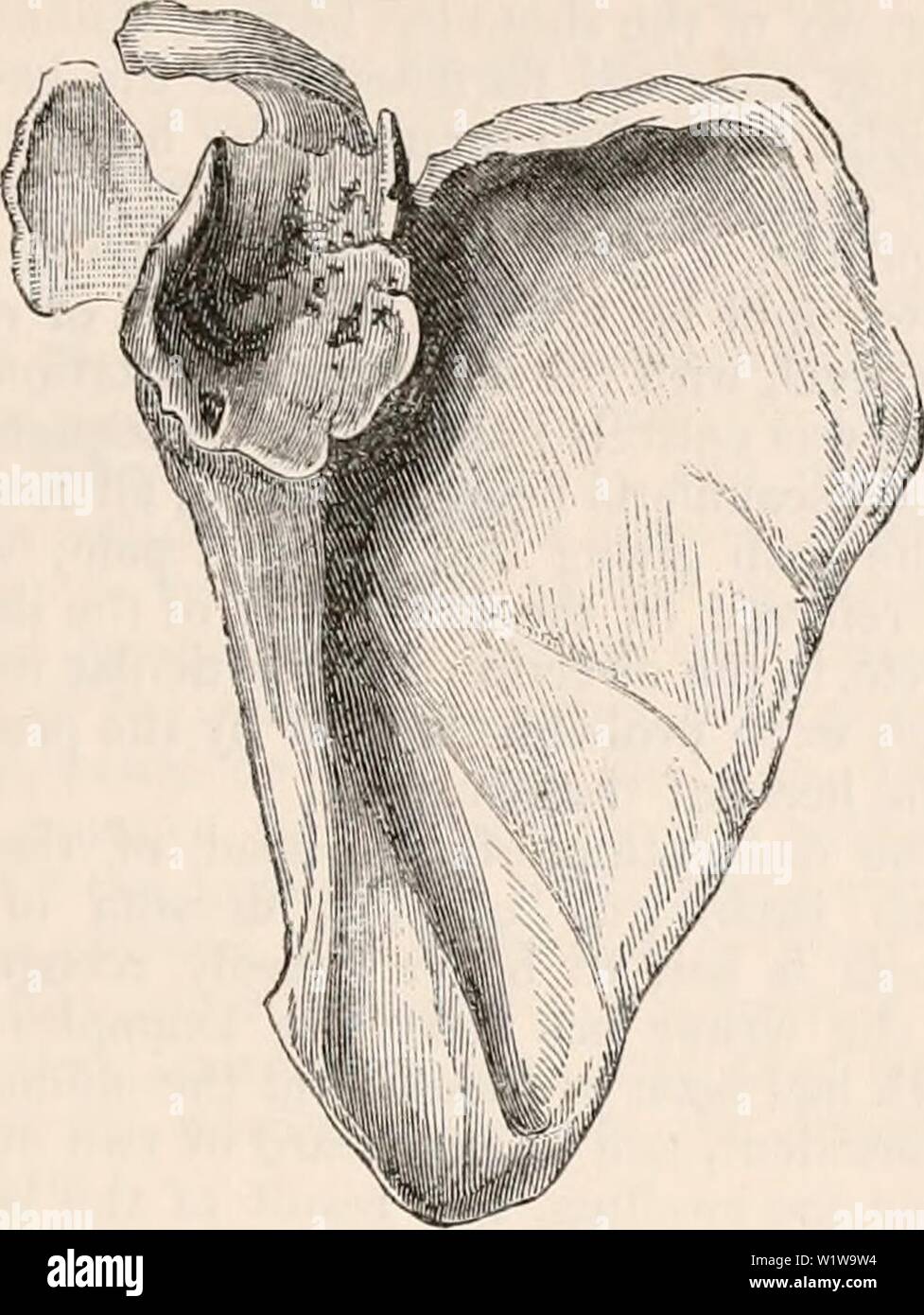 Glenoid fossa hi-res stock photography and images - Alamy