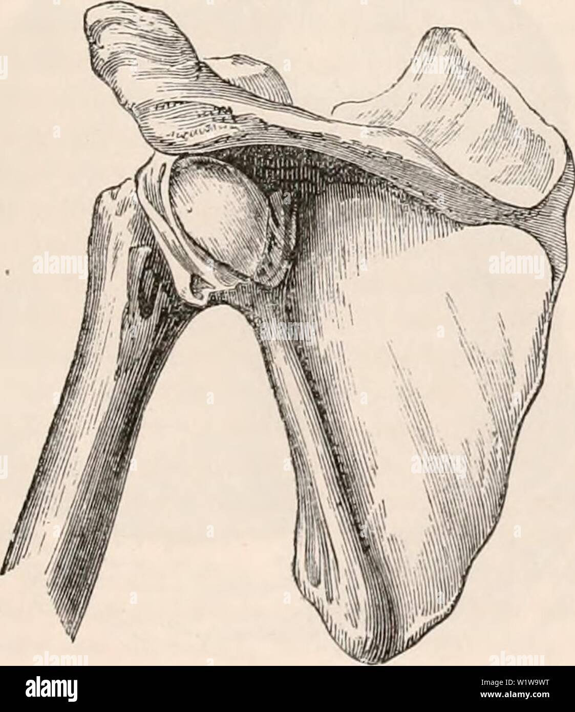 Glenoid hi-res stock photography and images - Alamy