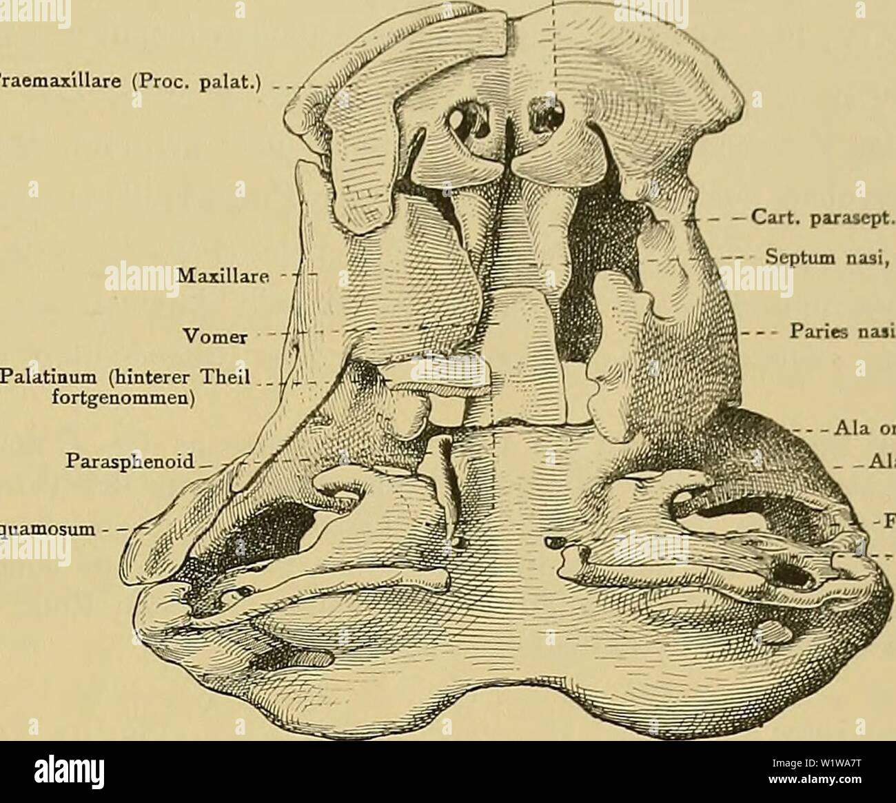 Orbitalis hi-res stock photography and images - Alamy