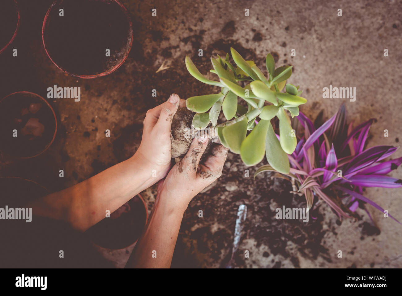 Flowers That Grow In Middle East at Donna Bull blog