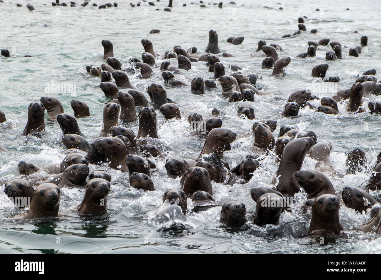 Perù, Ballestas Islands Stock Photo - Alamy