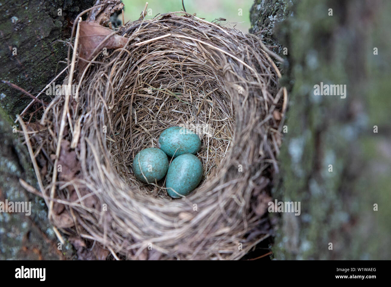 Speckled bird egg hi-res stock photography and images - Alamy