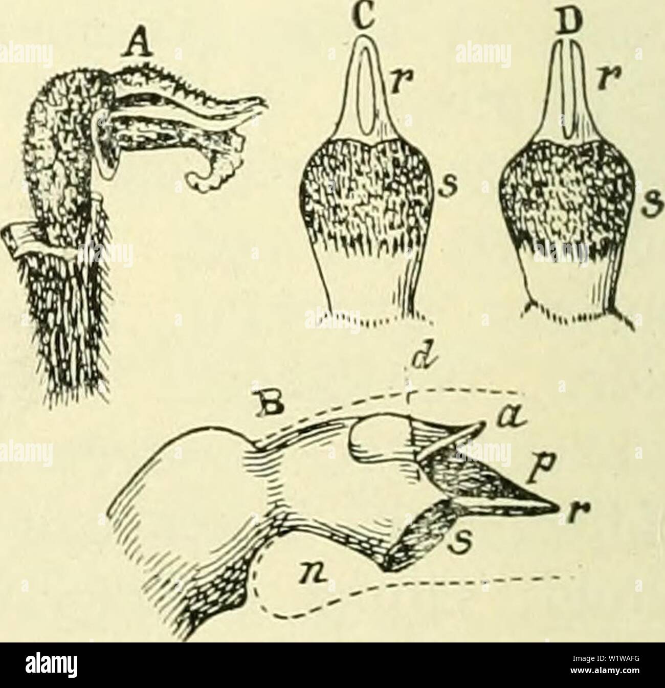 Archive image from page 643 of De flora van Nederland (1909-11). De ...